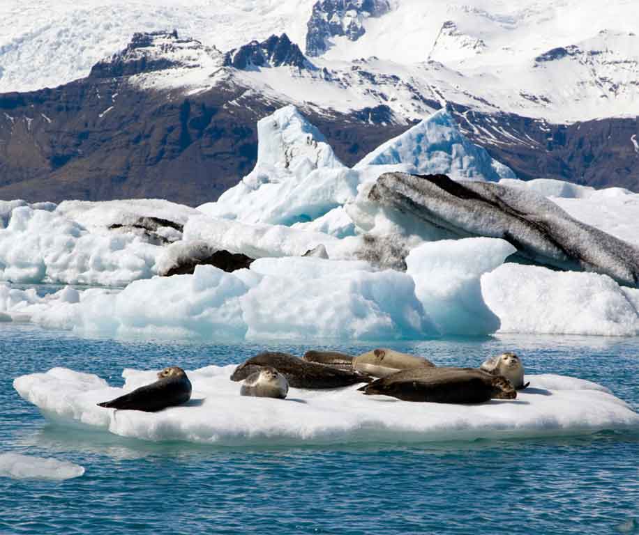 Iceland’s Seaside Secrets: Discover Iceland’s Seals in the Wild